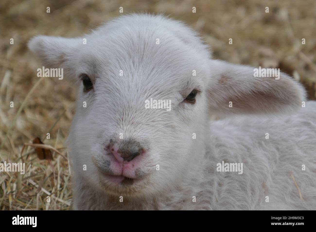 The head of a lamb looking straight into the camera Stock Photo - Alamy