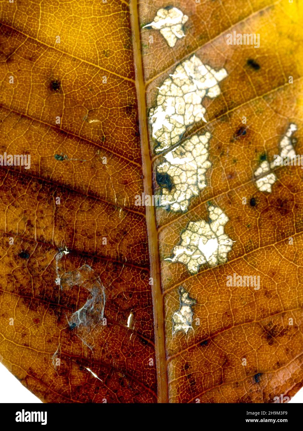 Very close up natural still life of single leaf showing its pattern and ...