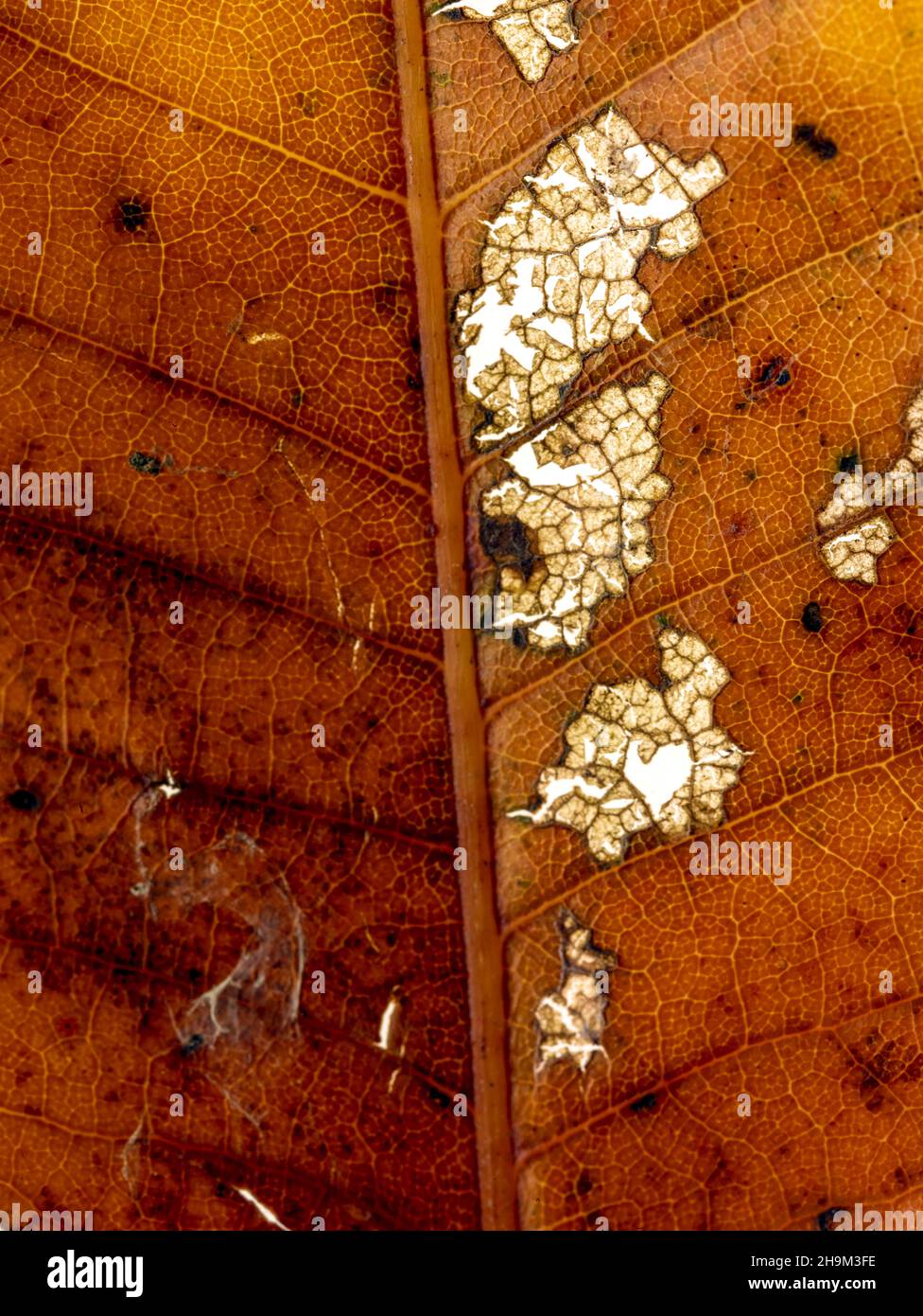 Very close up natural still life of single leaf showing its pattern and ...