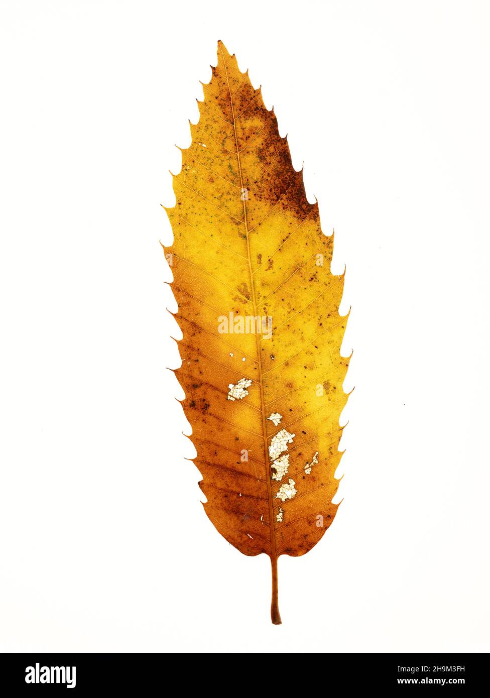 Very close up natural still life of single leaf showing its pattern and ...