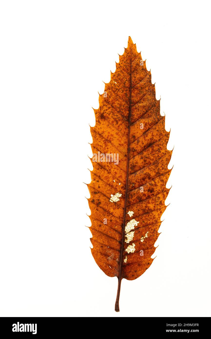 Very close up natural still life of single leaf showing its pattern and ...
