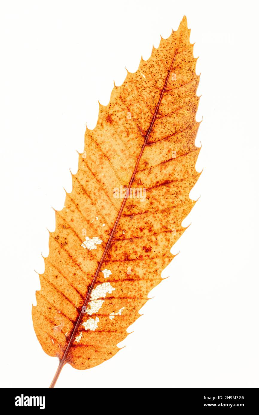 Very close up natural still life of single leaf showing its pattern and ...