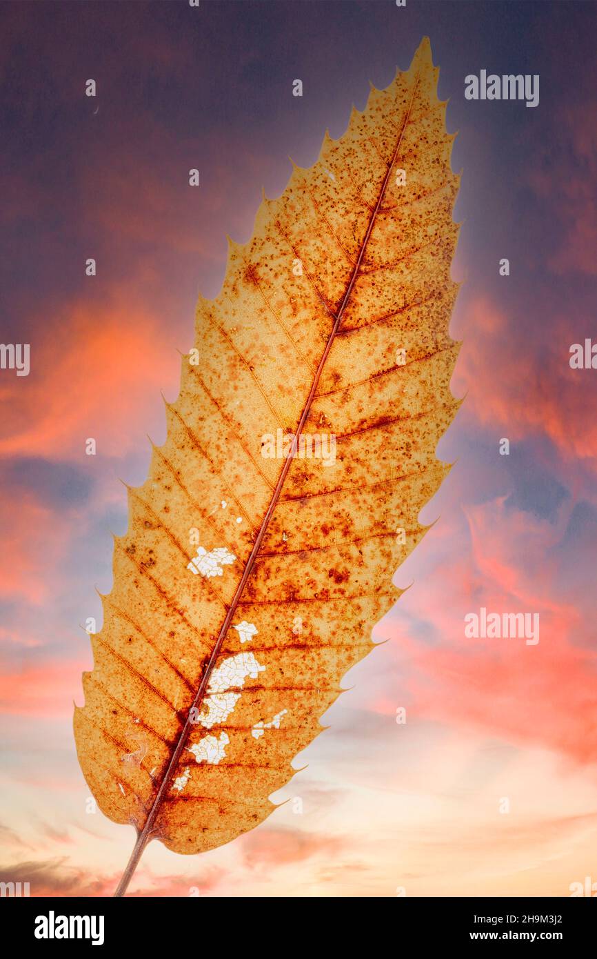 Very close up natural still life of single leaf showing its pattern and ...