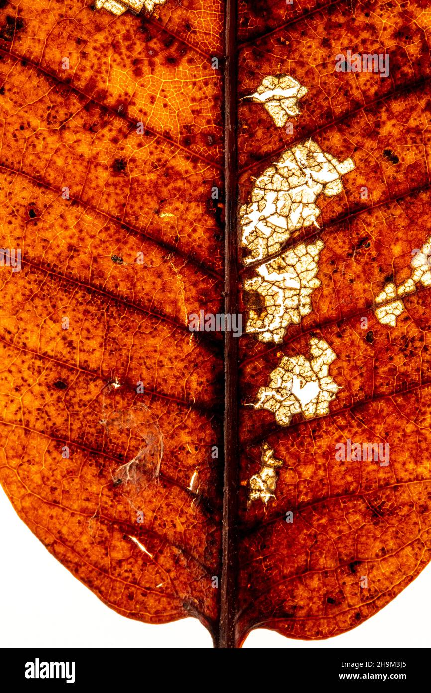 Very close up natural still life of single leaf showing its pattern and ...