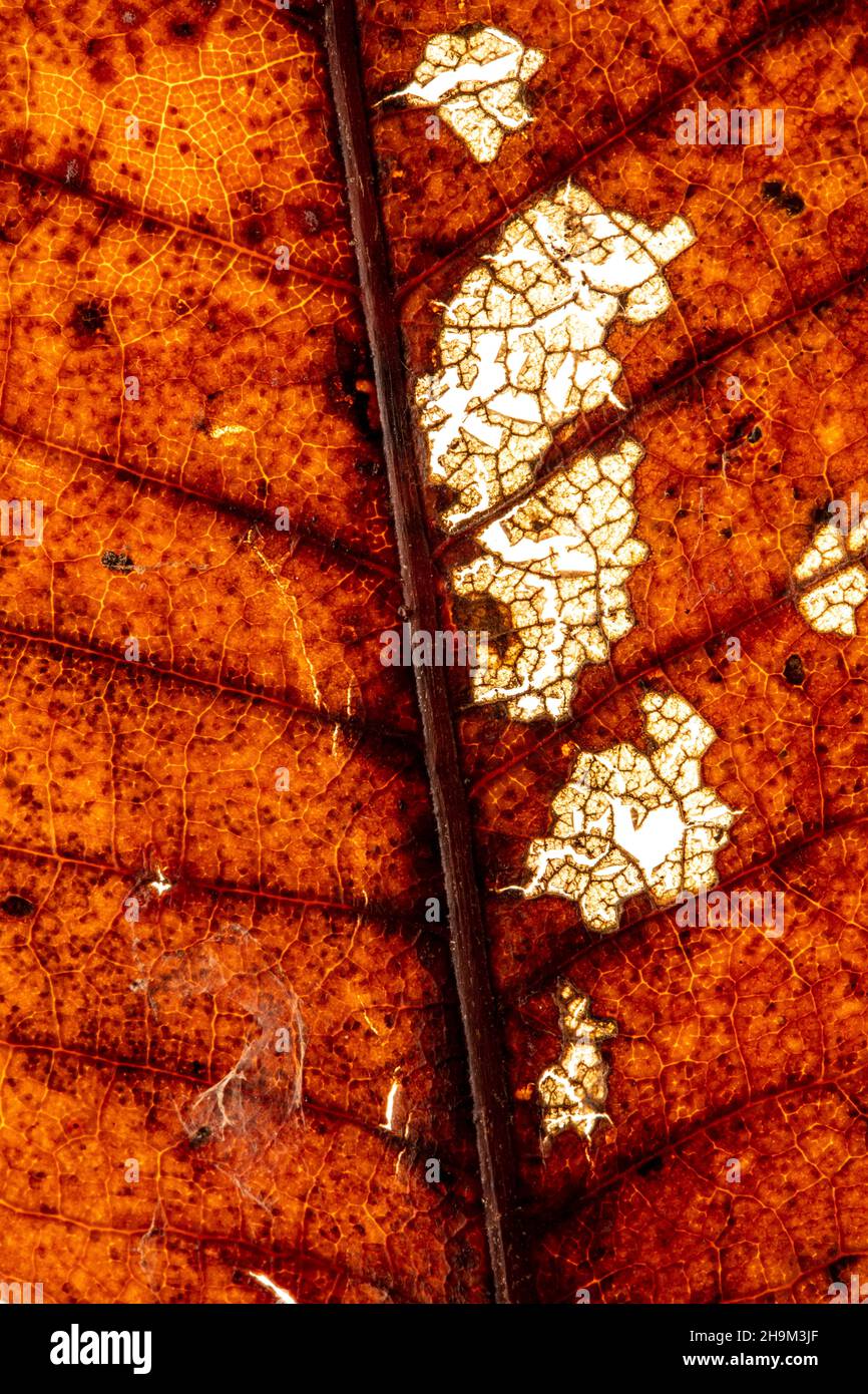 Very close up natural still life of single leaf showing its pattern and ...