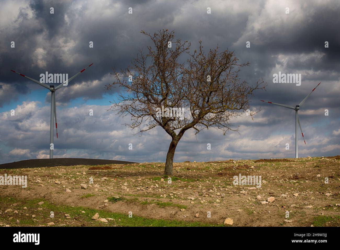 A tree between two wind turbines Stock Photo - Alamy