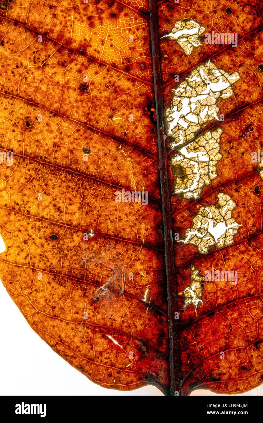Very close up natural still life of single leaf showing its pattern and ...