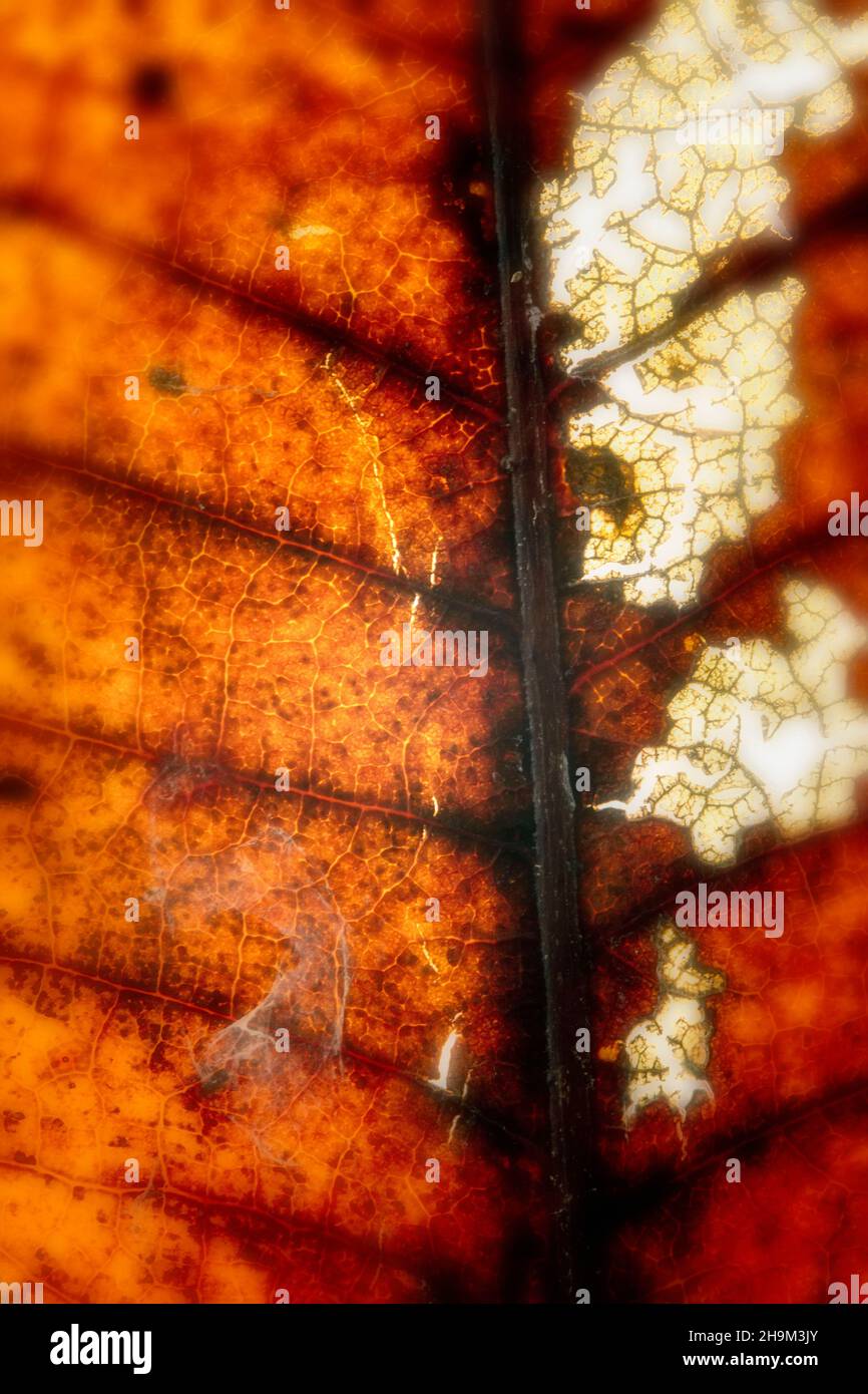 Very close up natural still life of single leaf showing its pattern and ...