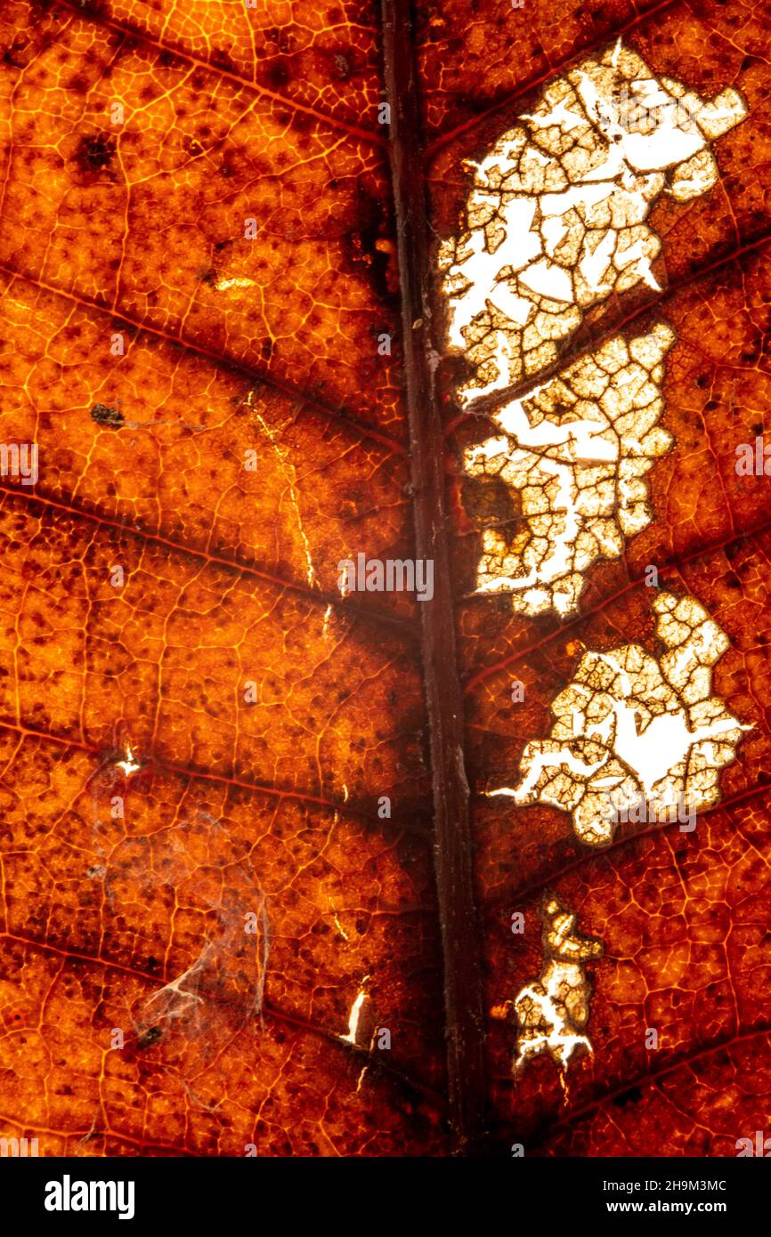 Very close up natural still life of single leaf showing its pattern and ...