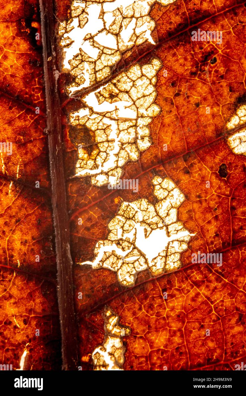 Natural environmental still life of single leaf Stock Photo - Alamy