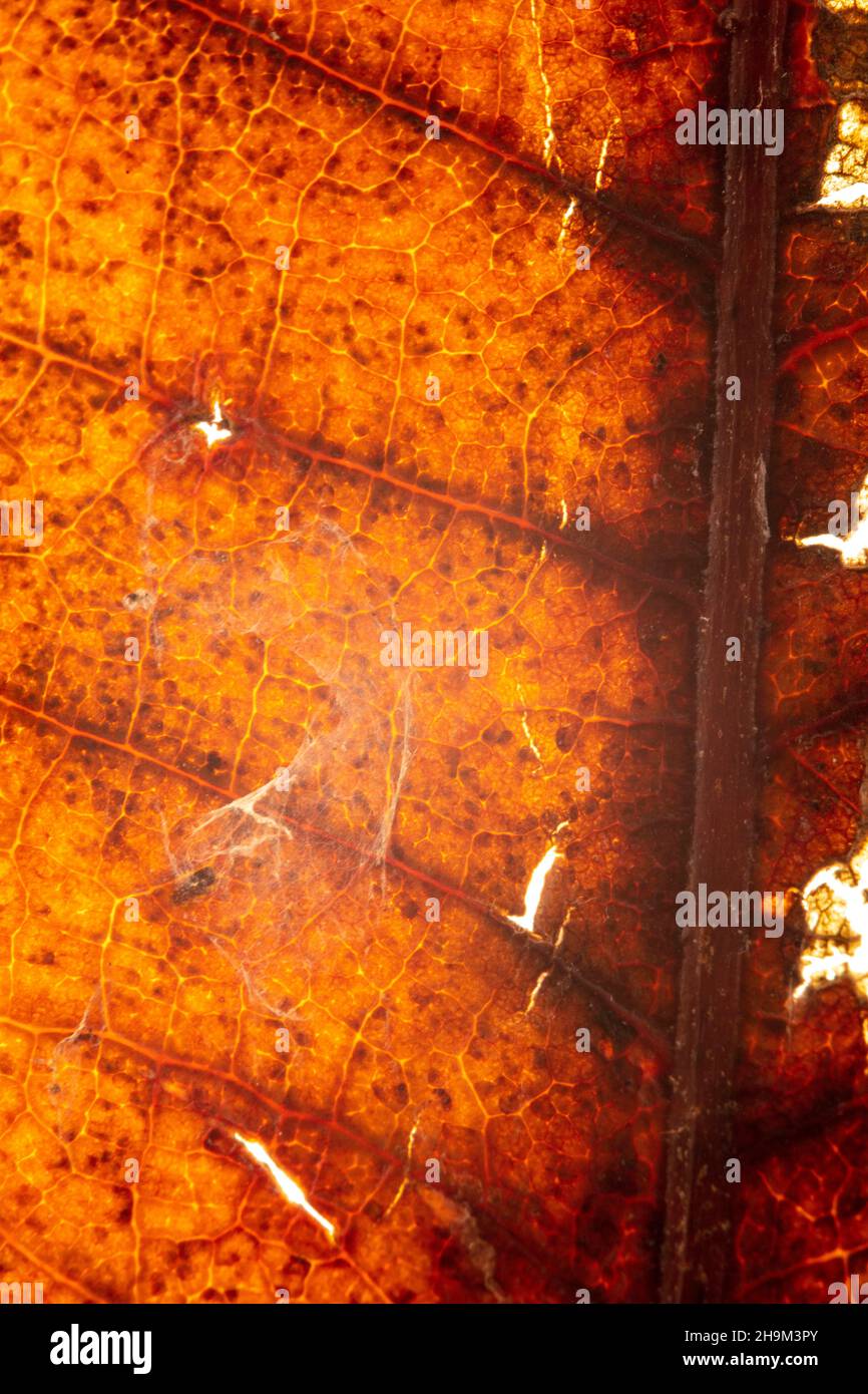 Natural environmental still life of single leaf Stock Photo - Alamy