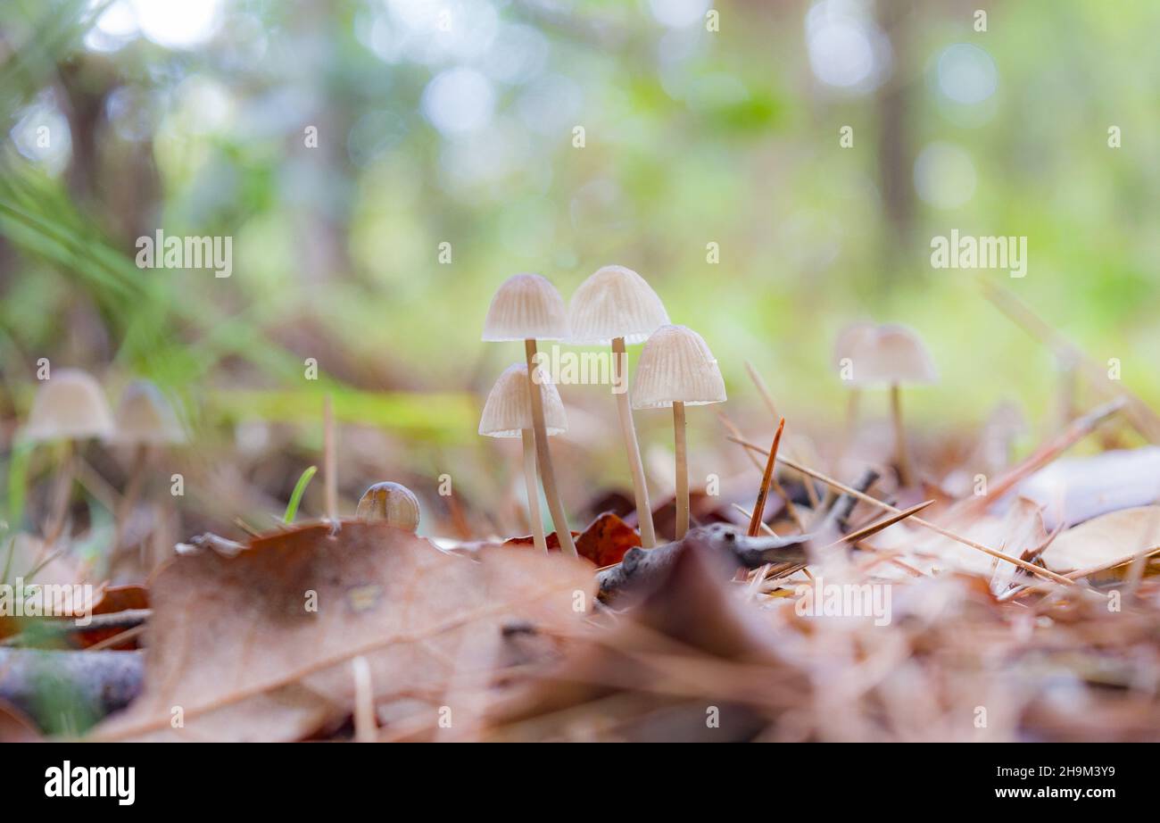 Angels Bonnet High Resolution Stock Photography and Images - Alamy