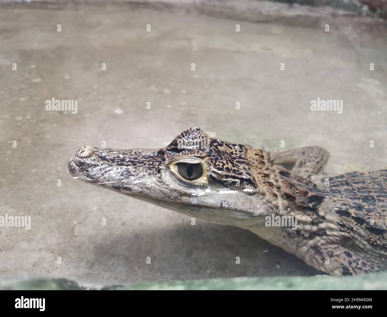 Closeup shot baby alligator hi-res stock photography and images - Alamy