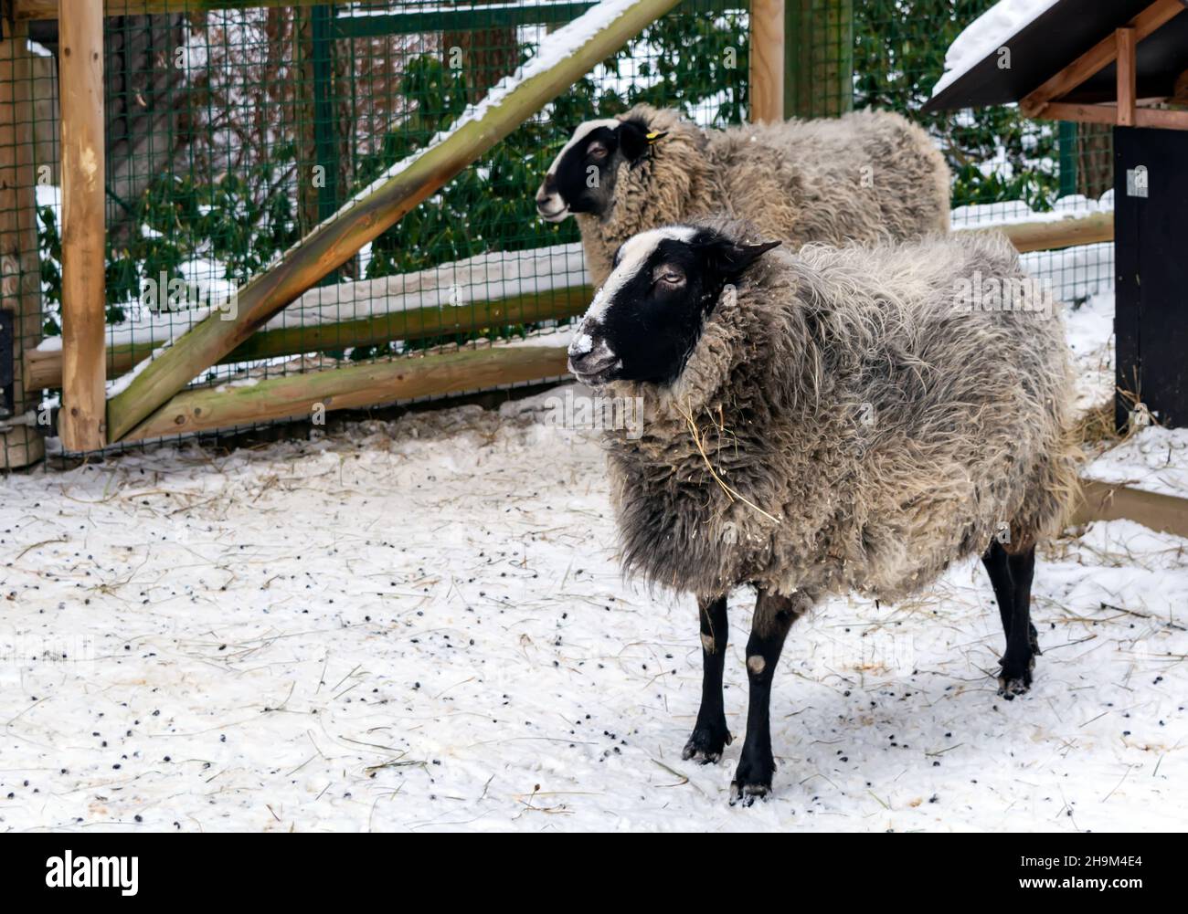 Two sheep standing in snowy yard, shot sideways Stock Photo - Alamy