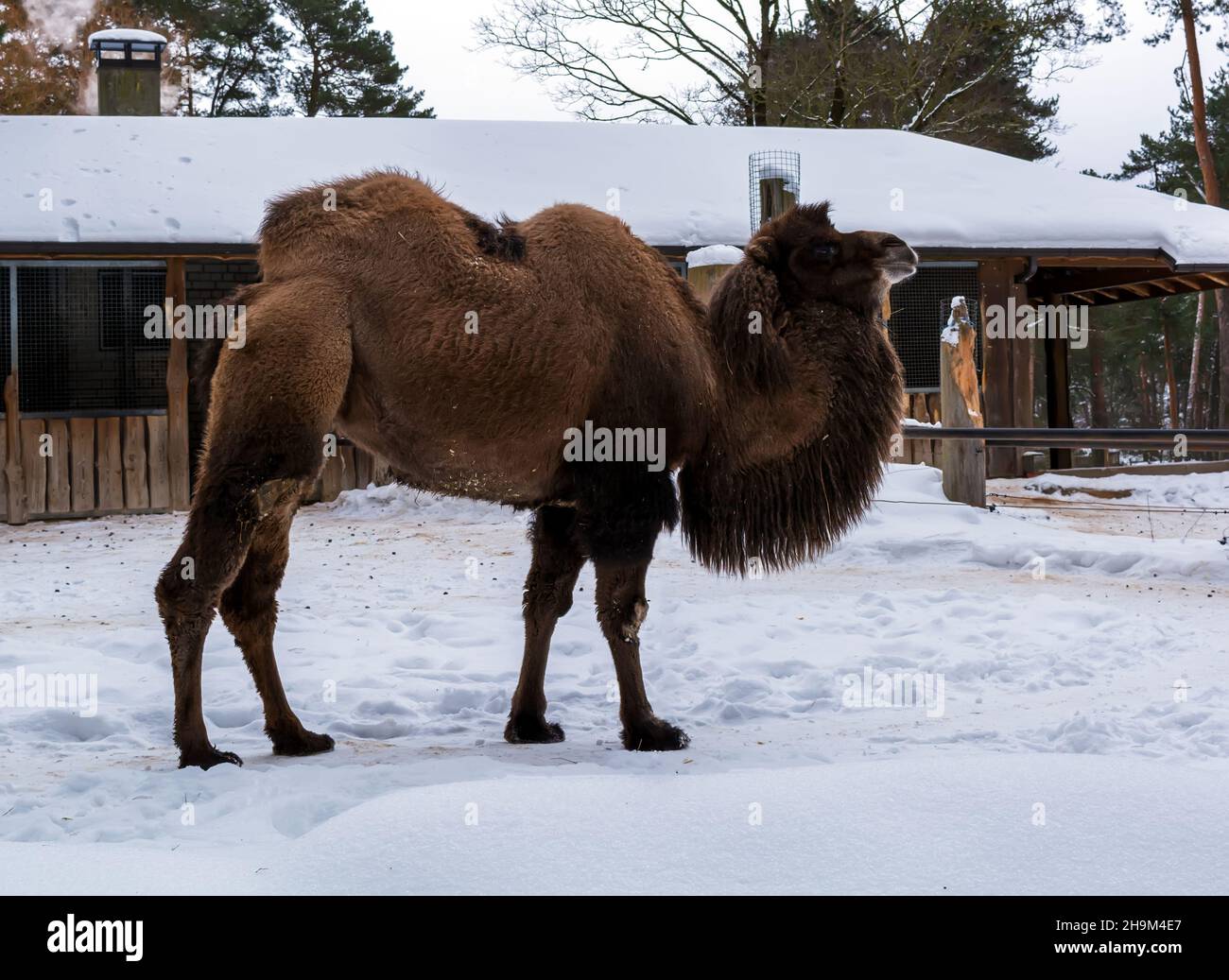 Bactrian Camel (Camelus bactrianus), also known as the Mongolian camel ...