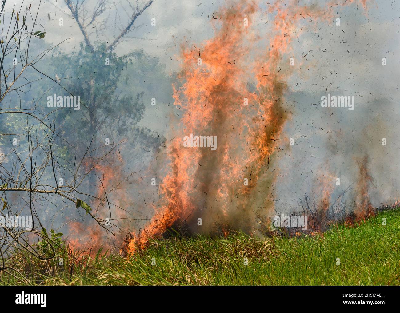 Forest burning. Fire and burnt trees in the Brazilian Atlantic Forest ...