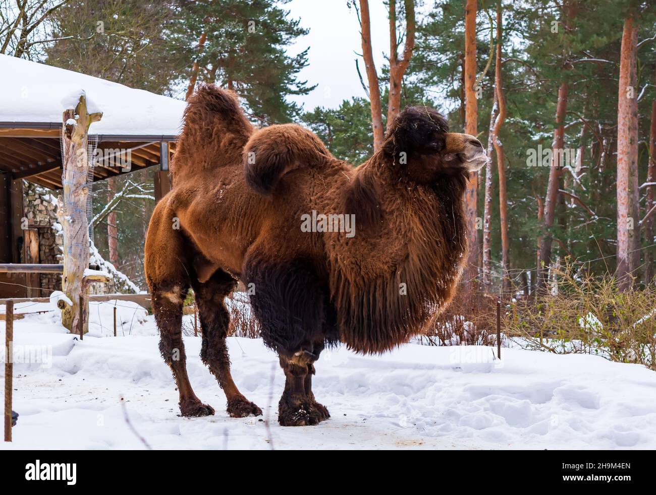 Bactrian Camel (Camelus bactrianus), also known as the Mongolian camel ...