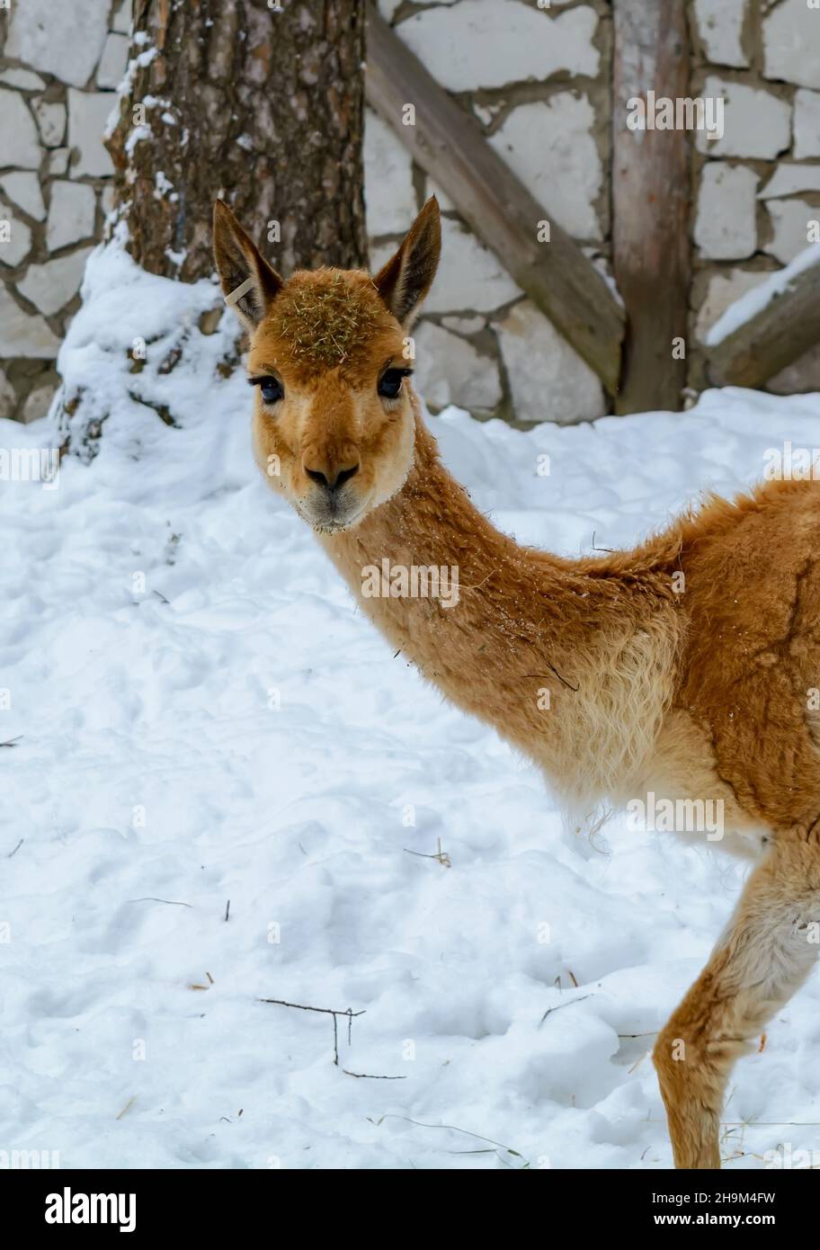 Woolly coat hi-res stock photography and images - Alamy