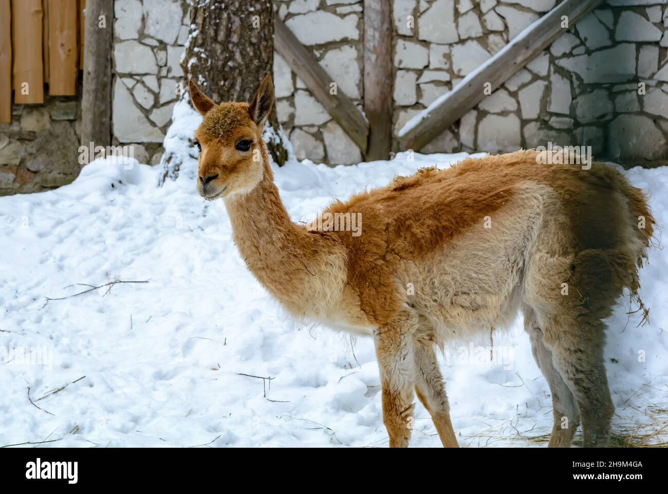 Vicuña (Vicugna vicugna or Lama vicugna) or Vicuna sidewise Stock Photo ...