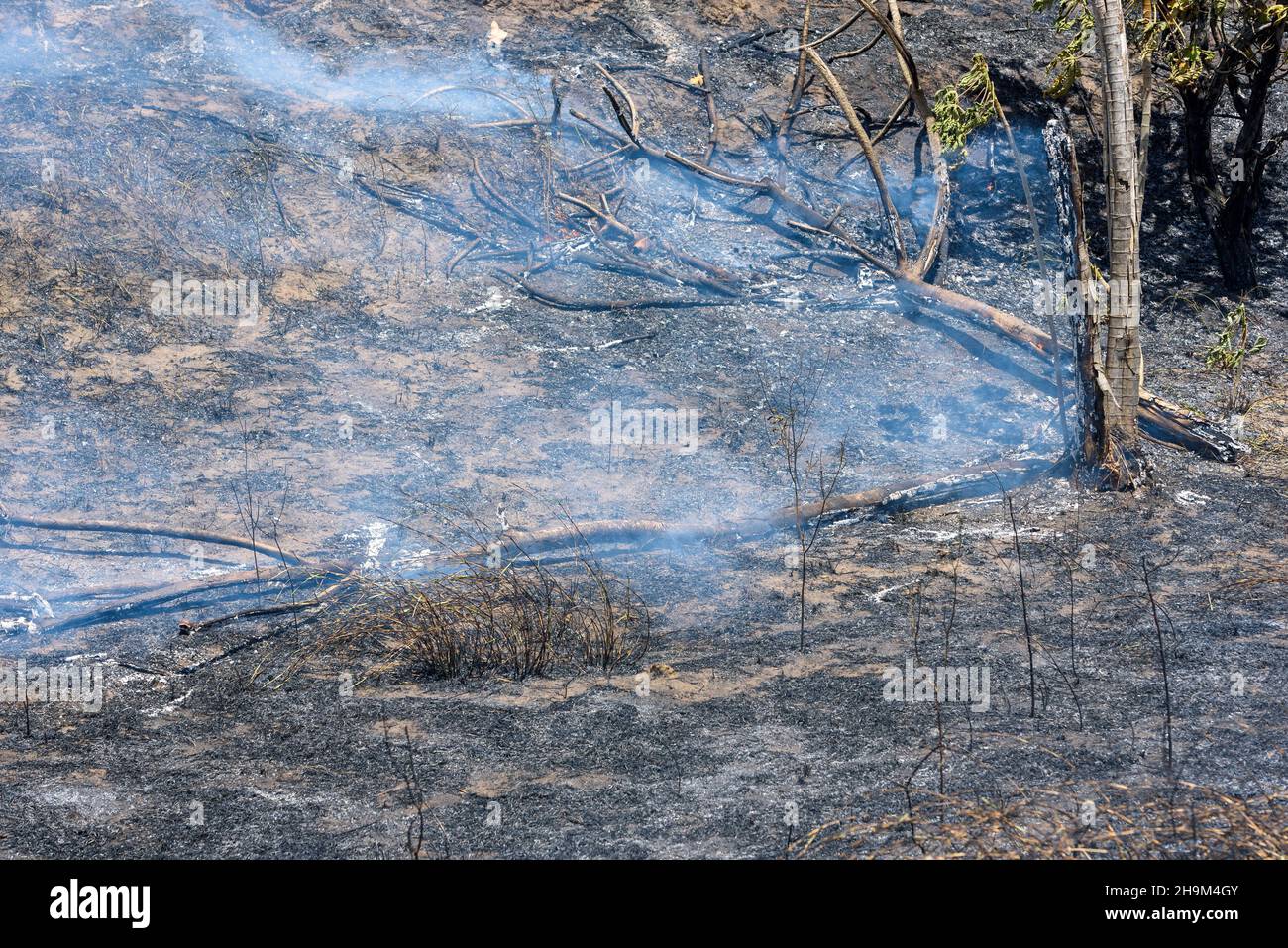 Forest burning. Fire and burnt trees in the Brazilian Atlantic Forest ...