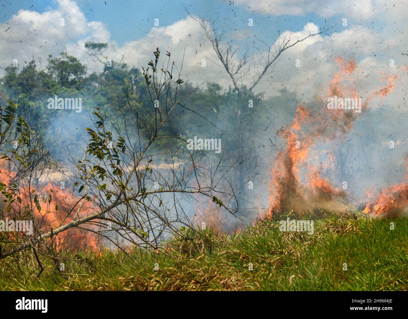 Burning rainforest farm hi-res stock photography and images - Alamy