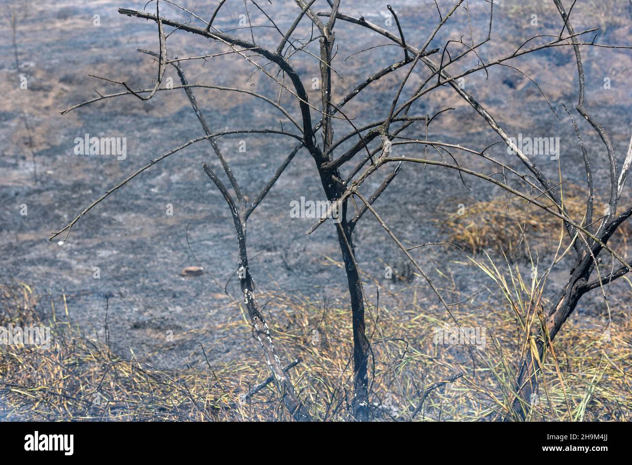 Brazilian atlantic rainforest deforestation hi-res stock photography ...