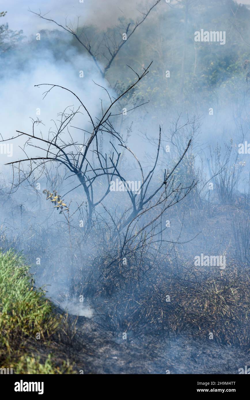 Forest burning. Fire and burnt trees in the Brazilian Atlantic Forest ...