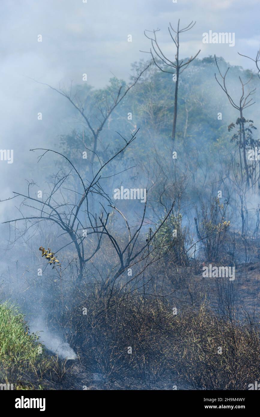 Forest burning. Fire and burnt trees in the Brazilian Atlantic Forest ...