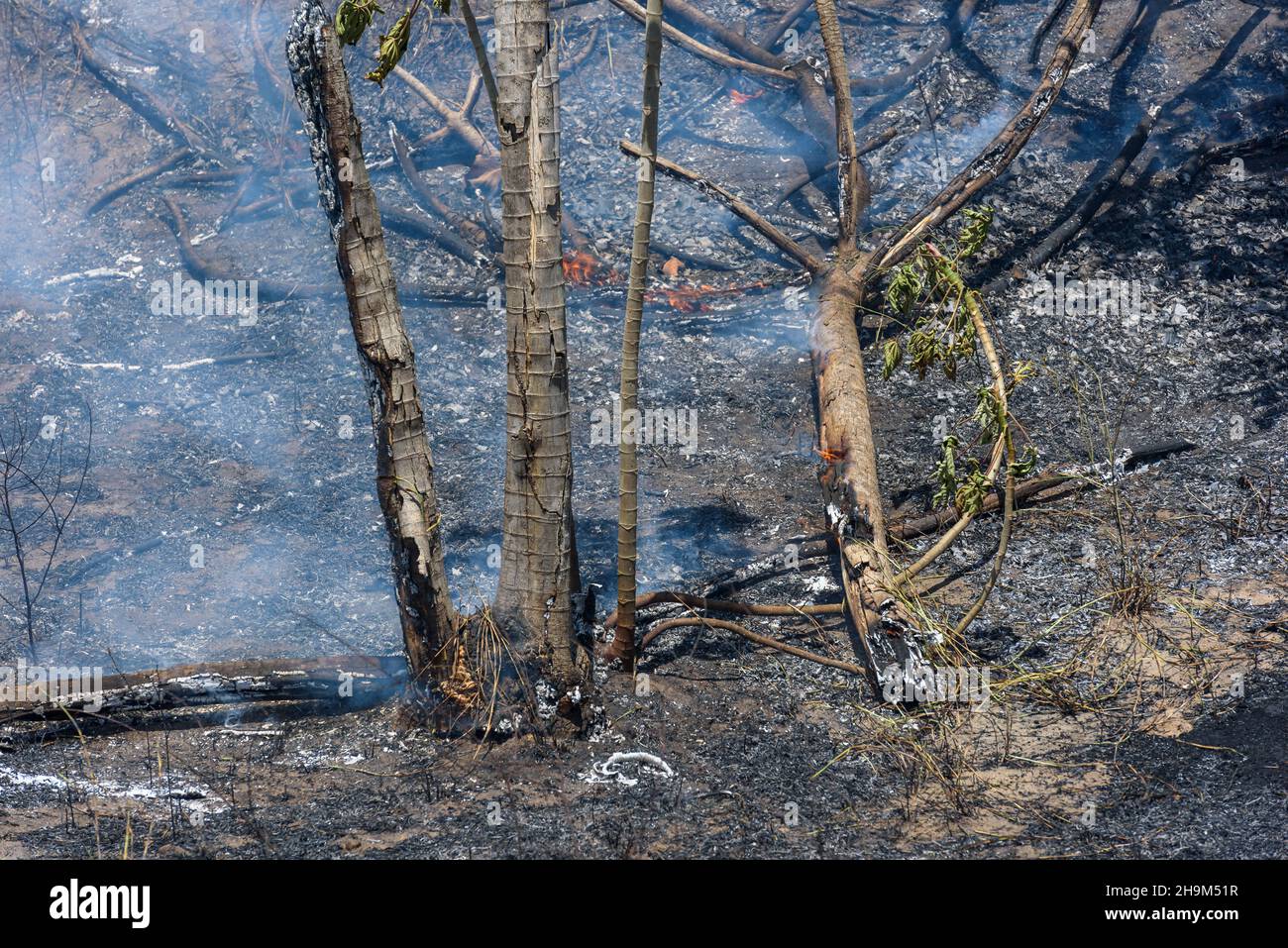 Burning rainforest farm brazil hi-res stock photography and images - Alamy