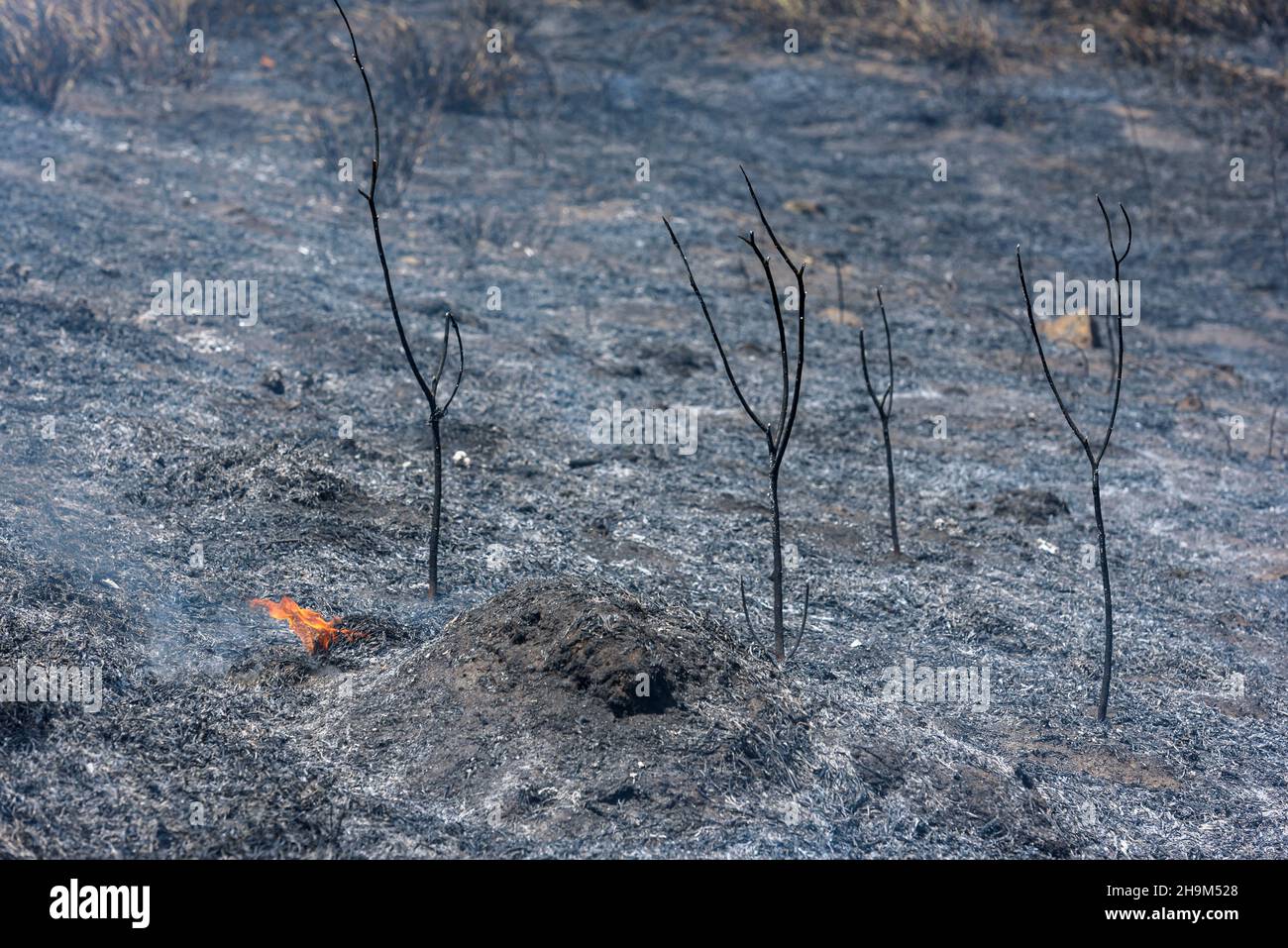 Forest burning. Fire and burnt trees in the Brazilian Atlantic Forest ...