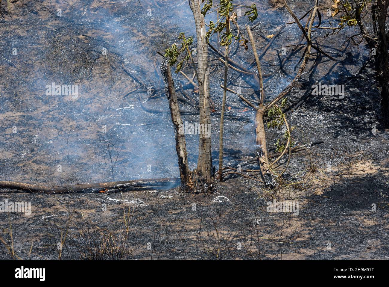 Rainforest deforestation fire hi-res stock photography and images - Alamy