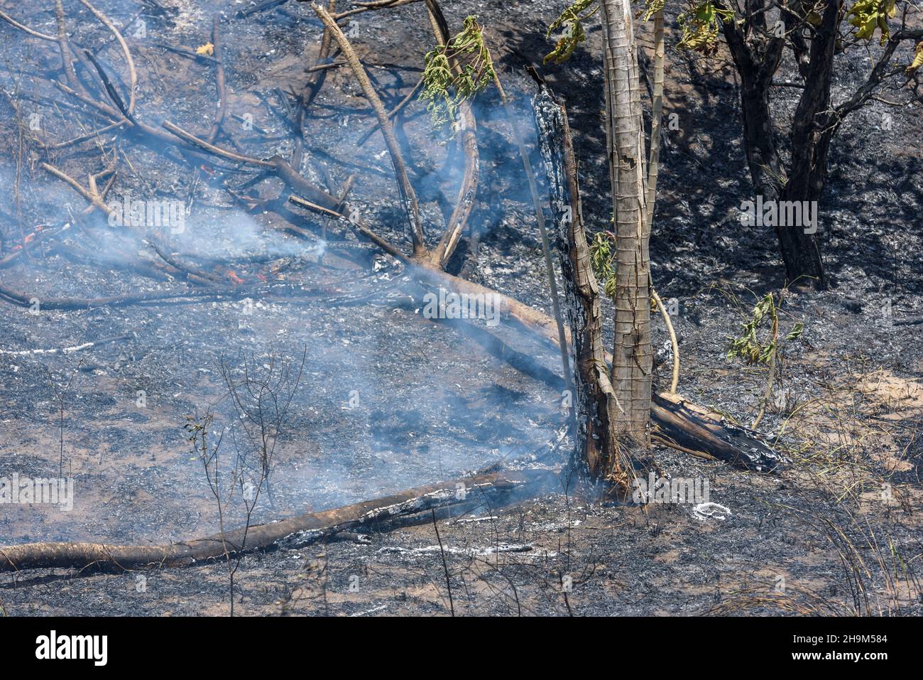 Forest burning. Fire and burnt trees in the Brazilian Atlantic Forest ...
