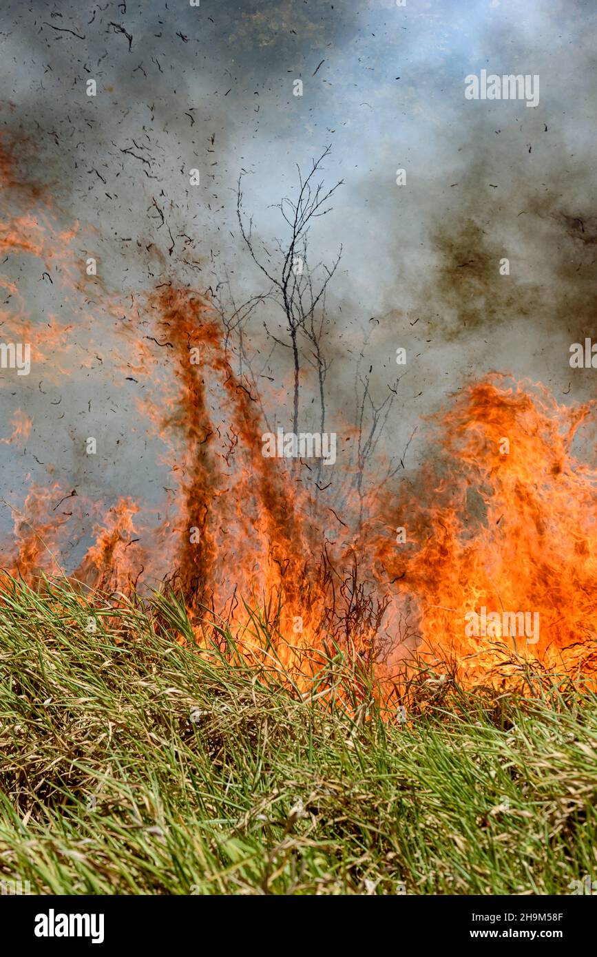 Forest burning. Fire and burnt trees in the Brazilian Atlantic Forest ...