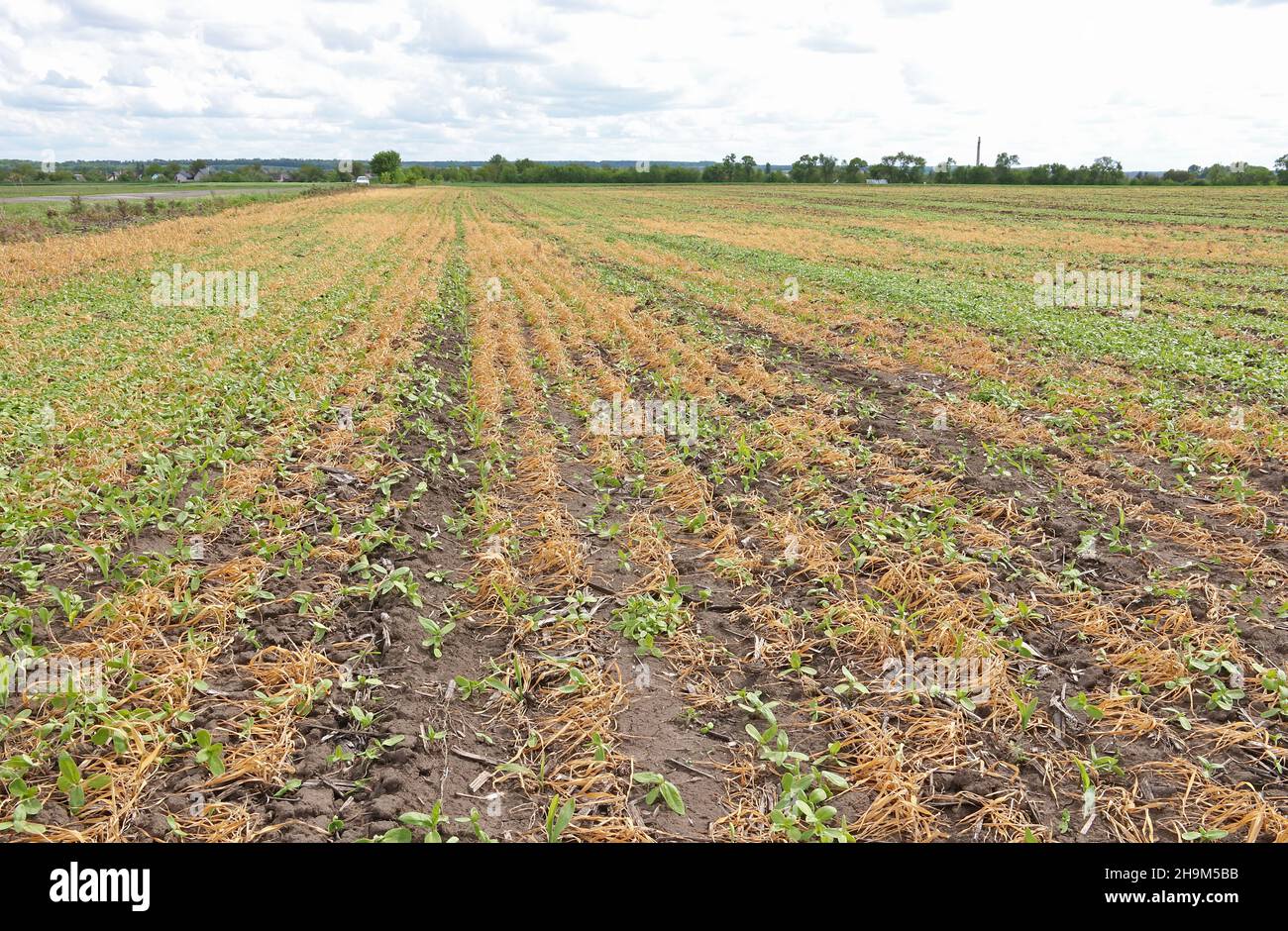 Dead wheat plant drought climate hi-res stock photography and images ...
