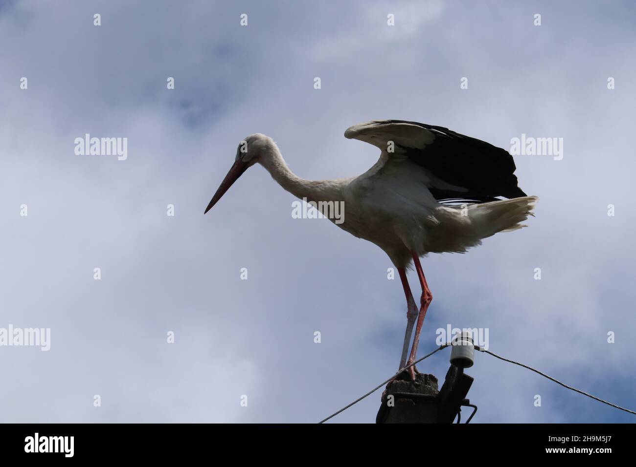 Stork sitting on a power line pole Stock Photo - Alamy