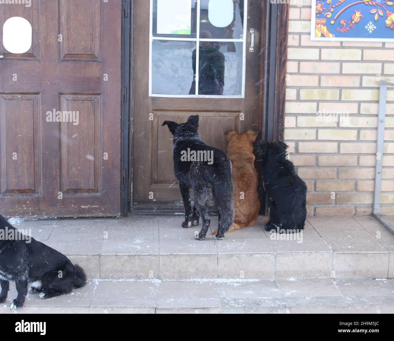 Why Do Dogs Wait To Eat Until You Get Home