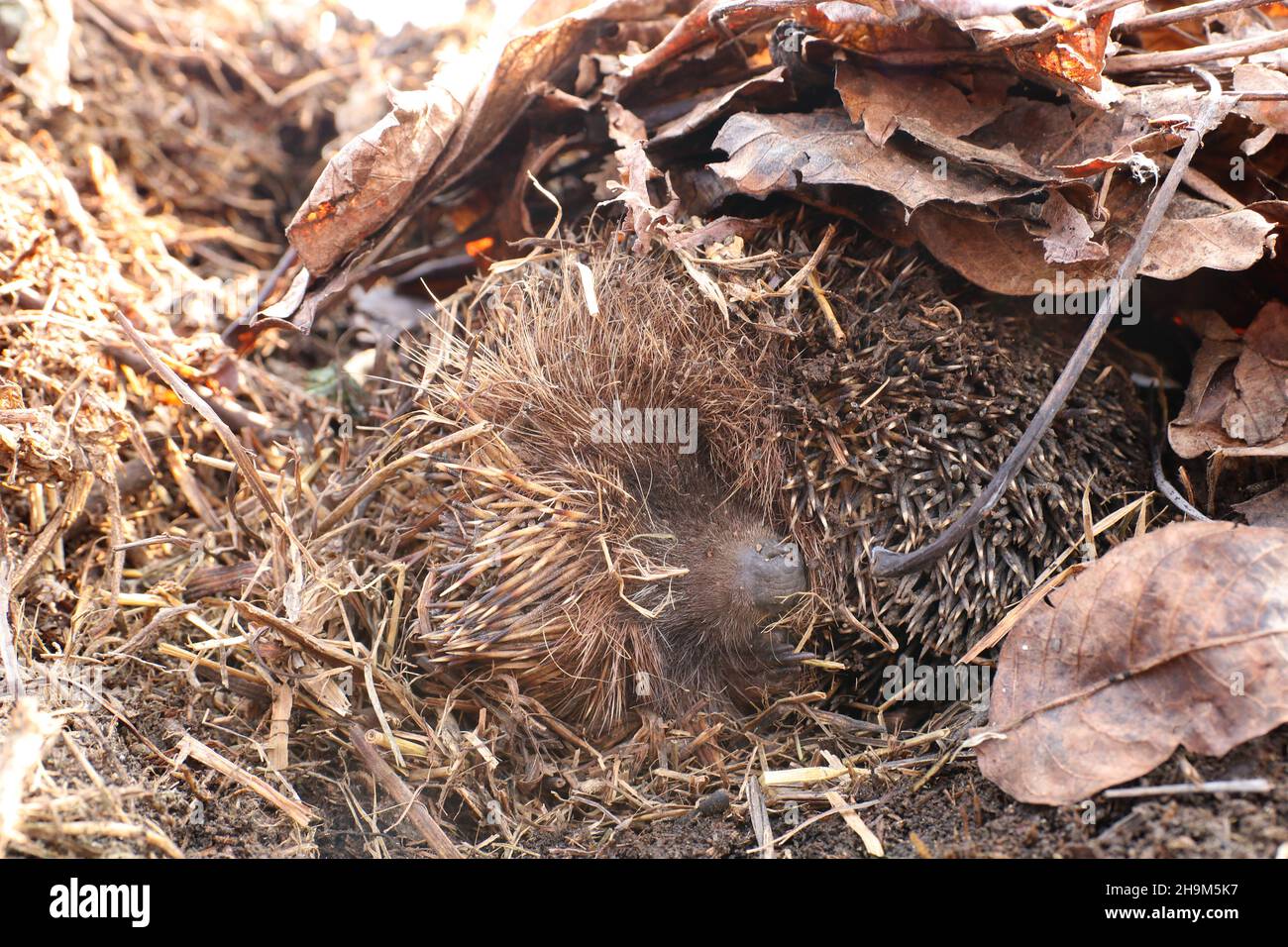 Hedgehog hibernating in natural woodland habitat. Curled into a ball in ...