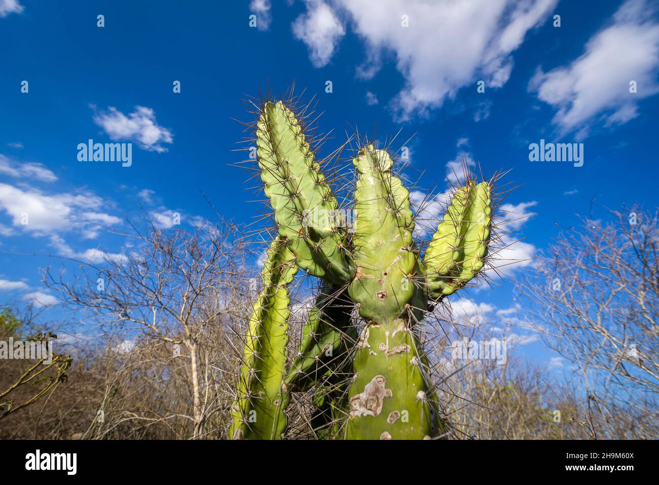 Mandacaru cactus native to the backlands of Paraiba, Brazil Stock Photo ...