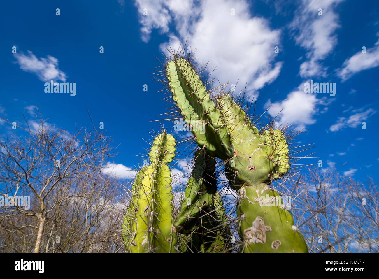 Mandacaru cactus native to the backlands of Paraiba, Brazil Stock Photo ...