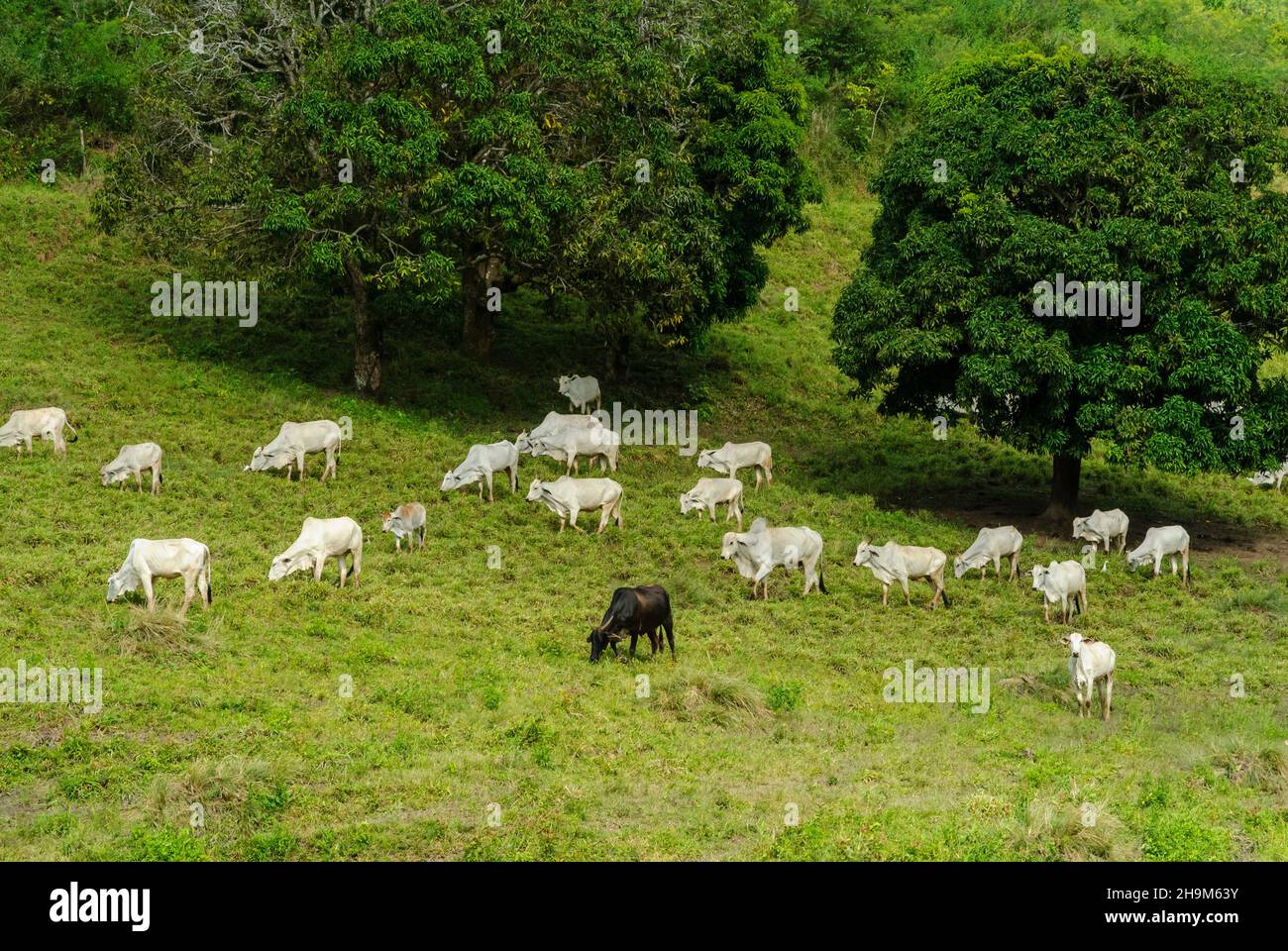 Beef agriculture brazil hi-res stock photography and images - Alamy