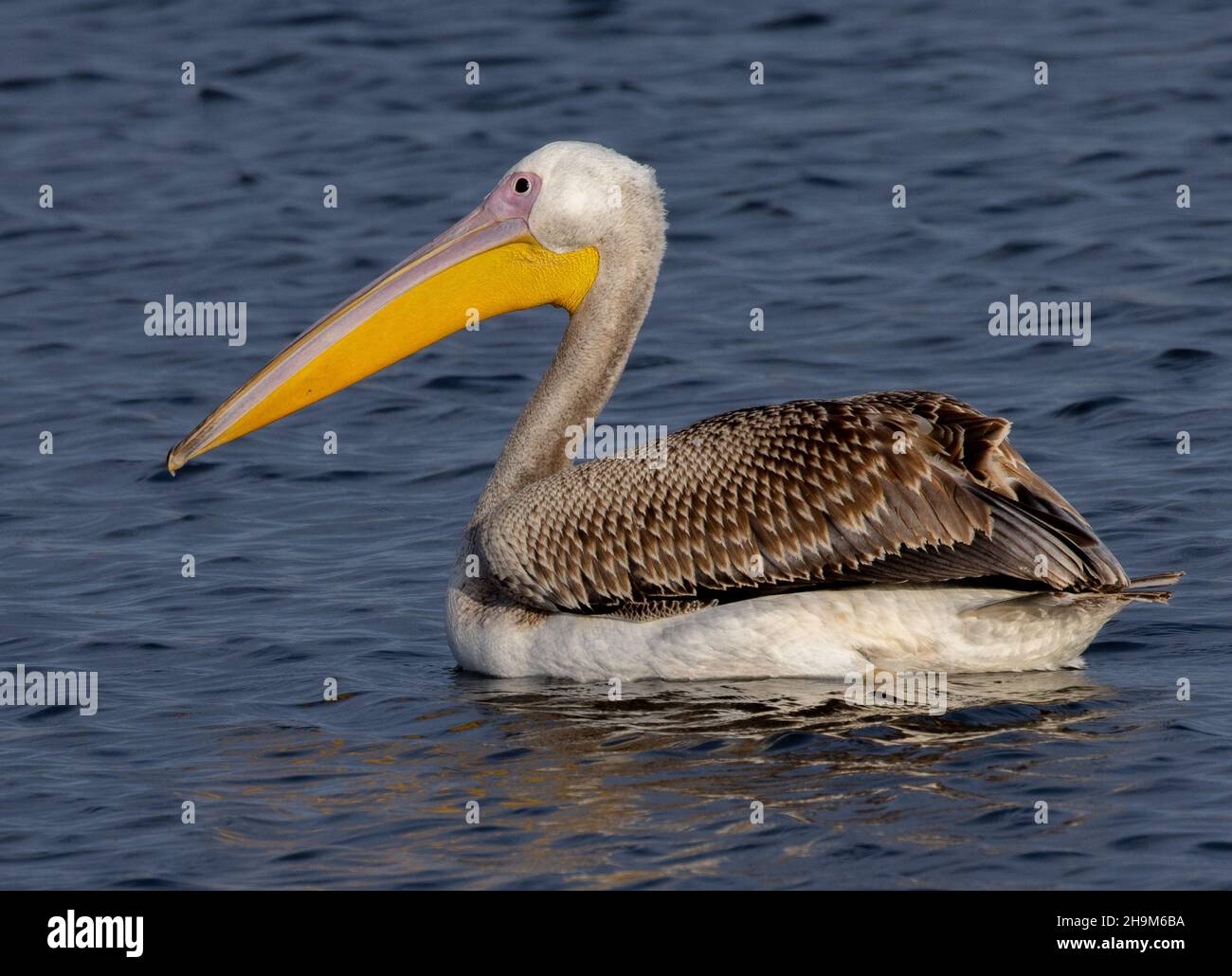 Pelican reflection on water hi-res stock photography and images - Alamy