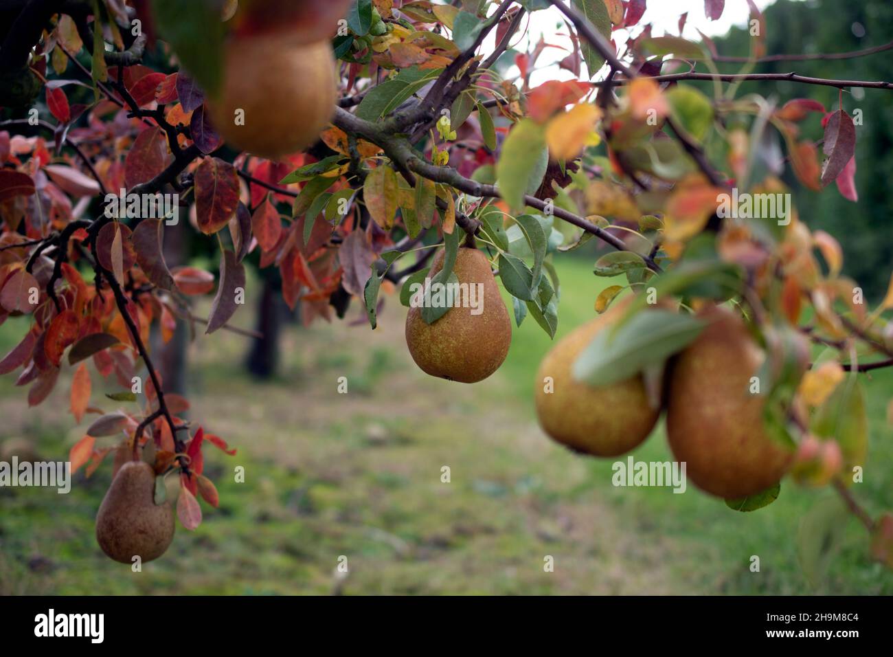 Pear tree with many ripe yellow pears ready for picking Stock Photo - Alamy