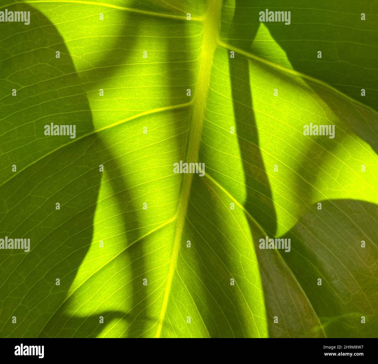 Backlight backlit leaf leaves hi-res stock photography and images - Alamy