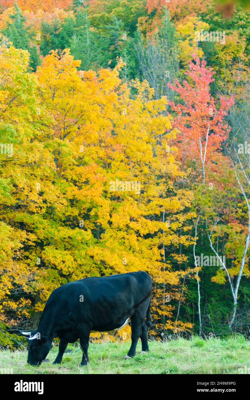 Natural angus beef hi-res stock photography and images - Alamy