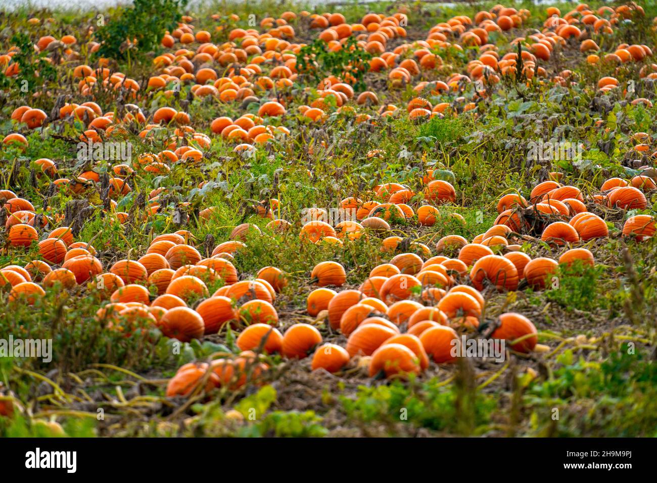 Kürbisse, kurz vor der Ernte auf einem Feld NRW, Deutschland Stock ...