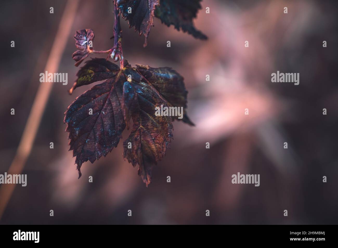 Buckeye leaves hi-res stock photography and images - Alamy