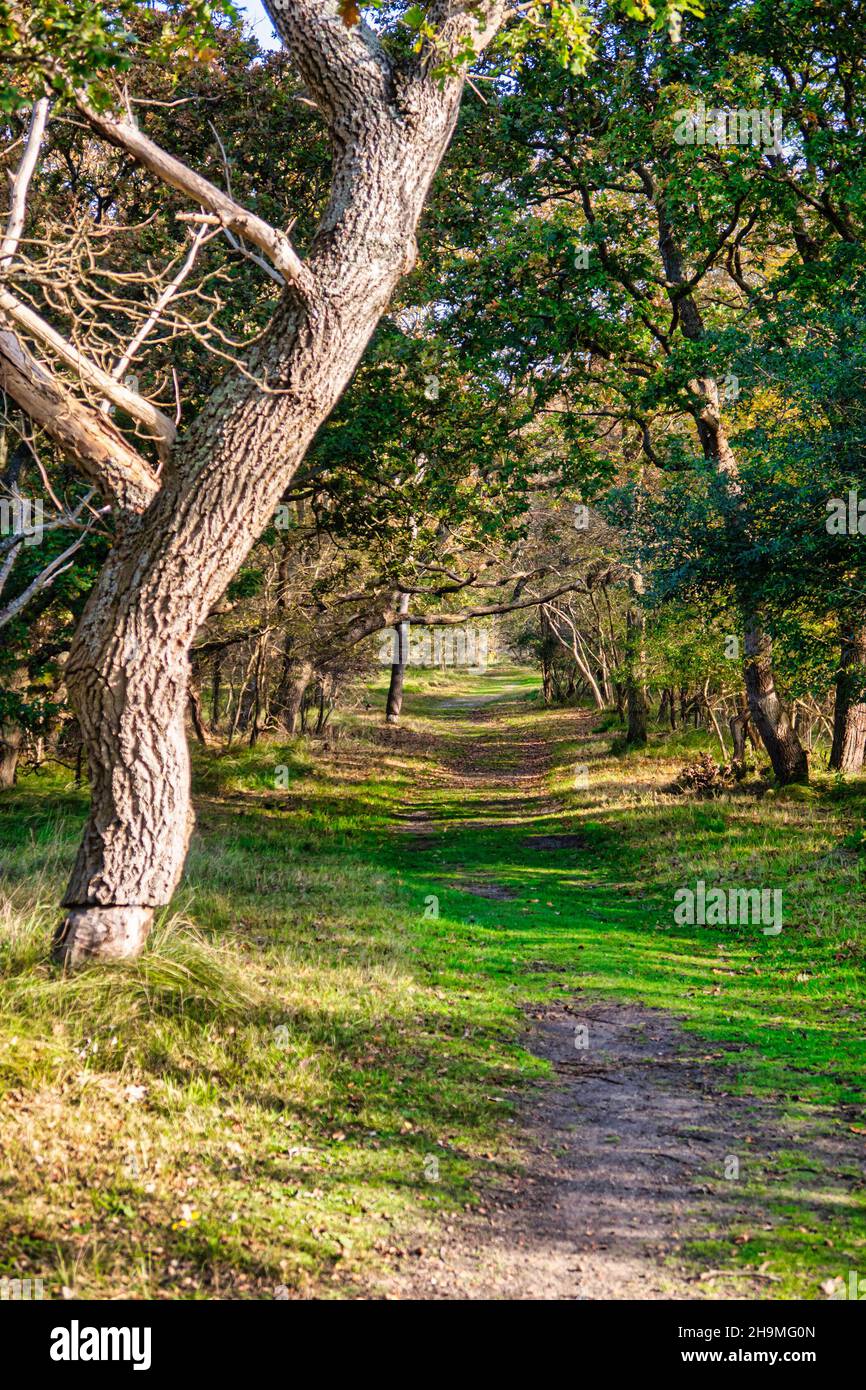 Oak tree big netherlands hi-res stock photography and images - Alamy