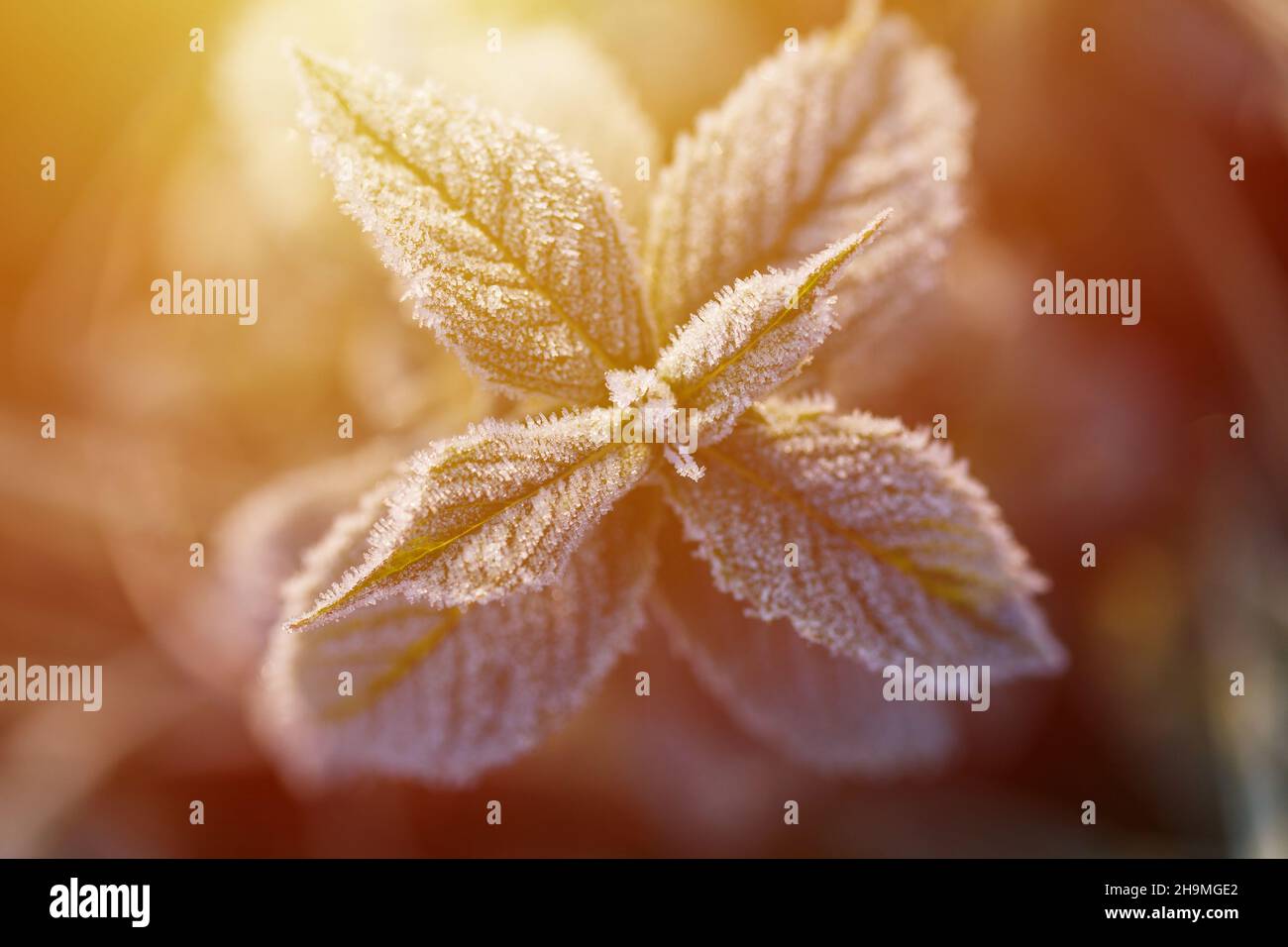 Sun meadow sunrise hi-res stock photography and images - Alamy