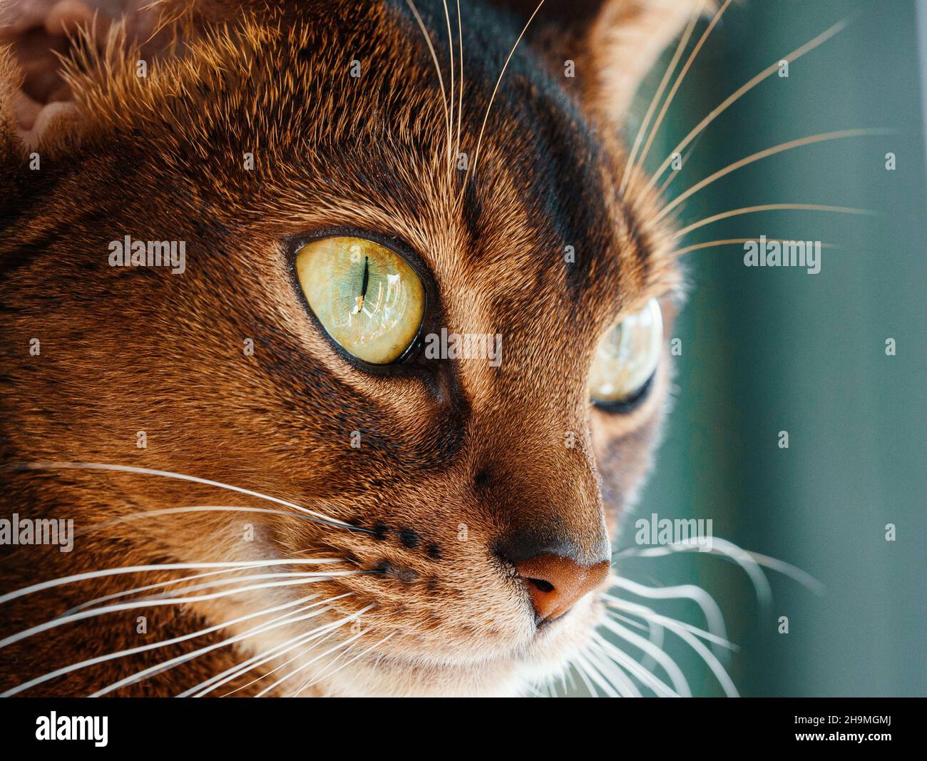 Close up cat macro shot cat hi-res stock photography and images - Alamy