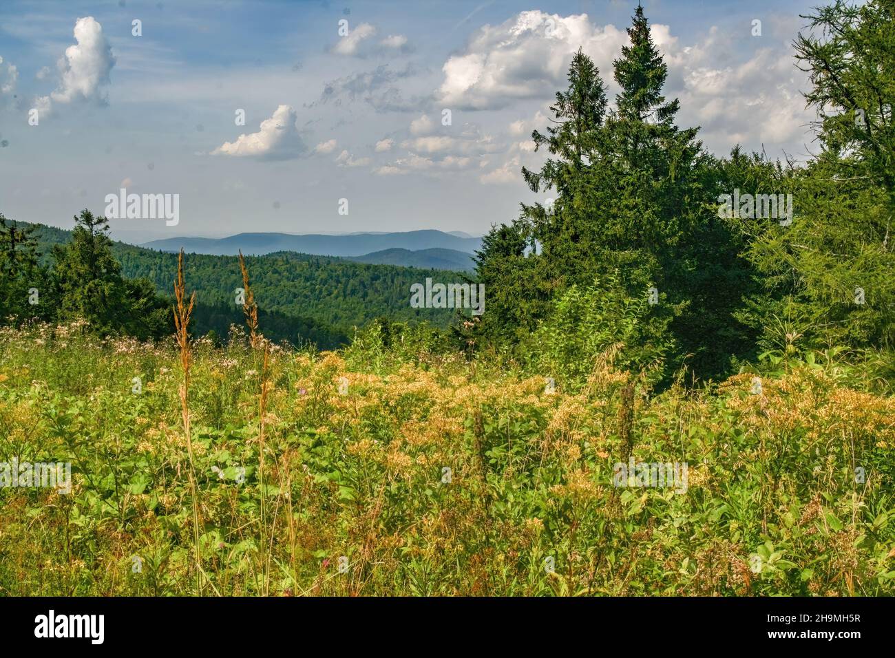 Beautiful view of yellow ragwort (stinking willie) wildflowers in a ...